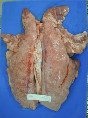 34 Pig Respiratory Disease Flashcards Quizlet