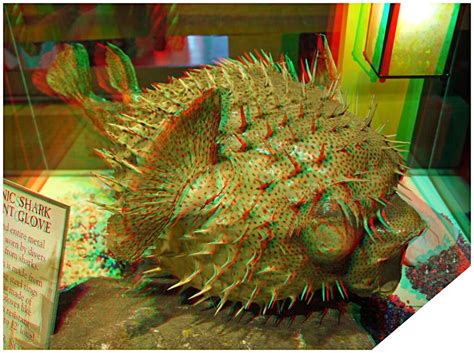 Blowfish Anaglyph 3d A Photo On Flickriver