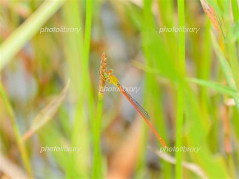 Photolibrary