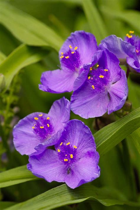 Tradescantia X Andersoniana Rhoeo Setcreasea Zebrina Spiderwort