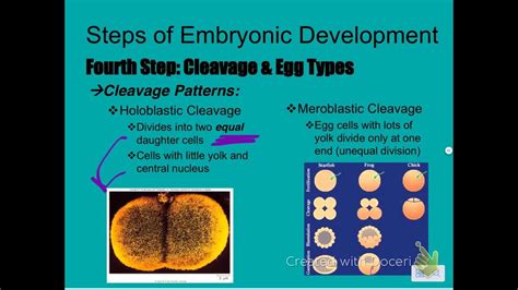 Embryology Notes Youtube
