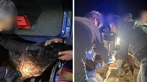 Imágenes De Los Perros Autores De La Muerte De Una Joven En Zamora