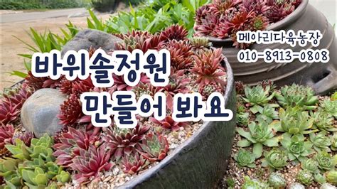 바위솔 정원 만들어 봐요 Youtube
