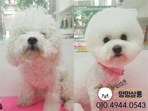 마장동애견미용왕십리애견미용※마장동 애견미용§ 멍멍살롱 교감미용 오픈미용실 가위컷강아지미용실 네이버 블로그