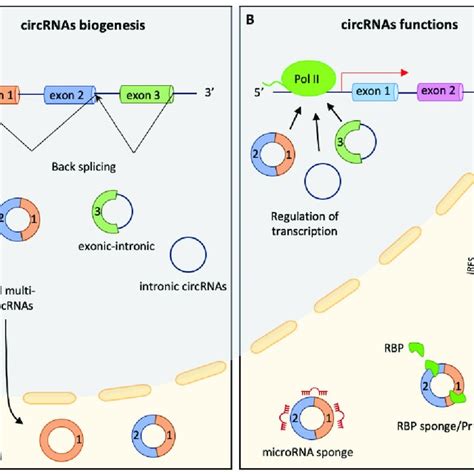 Interaction Between Aml Cells And The Bone Marrow Microenvironment