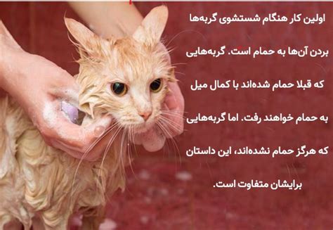 پت شاپ شبانه روزی زیست پت آموزش حمام کردن گربه‌ها چطور بدون دردسر