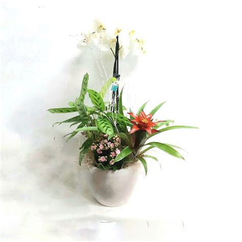 Os Melhores Floristas Do Oviedo Os Melhores Floristas Pt