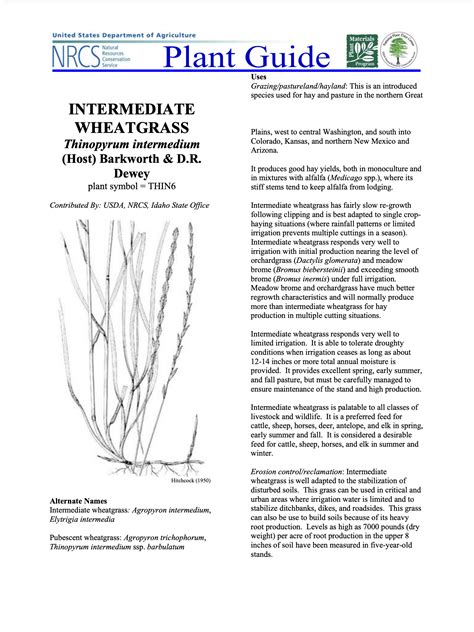Oahe Intermediate Wheatgrass Thinopyrum Intermedium