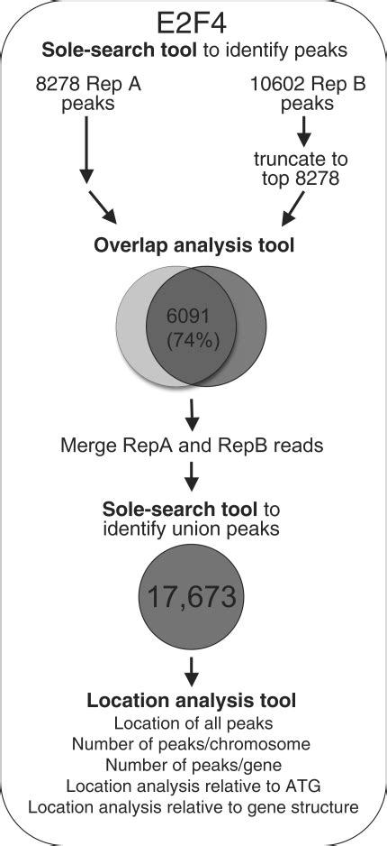 step wise analysis of chip seq data shown are the steps taken to