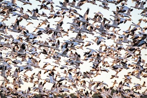 Beautiful Shot Of A Group Of Birds Migrating With The Sun Shining On