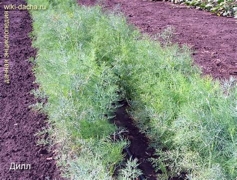 Укроп на подоконнике – выращивание из семян