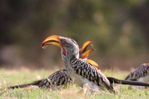 Birds Of South Africa