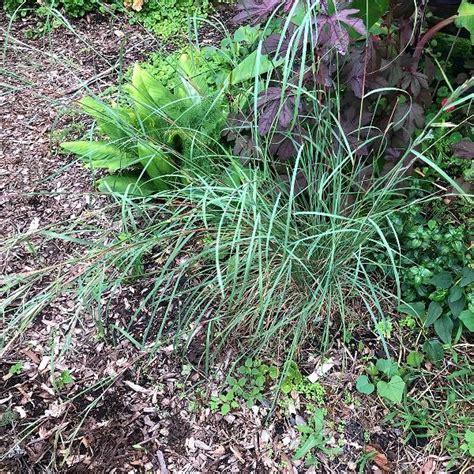 Lemongrass Herb Plant East Indian Cymbopogon Flexuosus