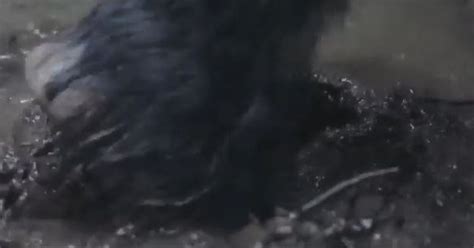 Primal Rage A Bigfoot Movie Like Youve Never Seen