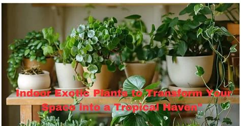Indoor Exotic Plants To Transform Your Space Into A Tropical Haventop