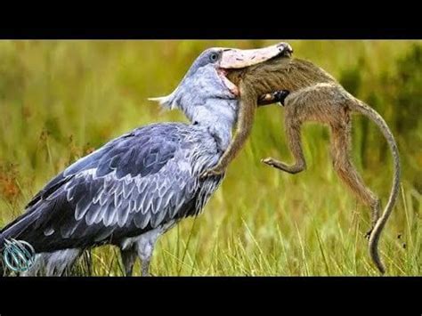 Shoebill Stork ─ The Jurassic Master Hunter Of The Wetlands R