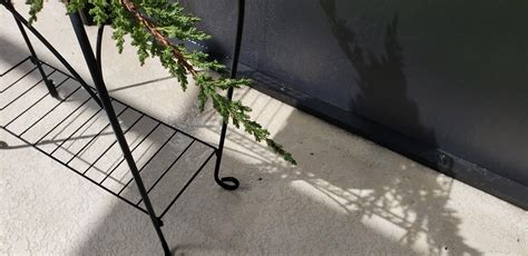 My Juniper Bonzai Tree Is Browning A Bit On The Tip What Do I Do I Recently Bought A Trimming