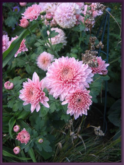 Chrysanthemum Blumen Blüten Garten