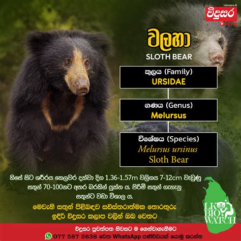 Vidusara ලෝක දියේ ගිලීම් වැළැක්වීමේ දිනය ජලය අපගේ ජීවිතයට අත්‍යවශ්‍ය වුව ද නොසැලකිලිමත්කම