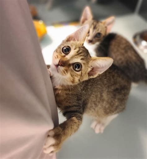 코리안숏헤어 별이 고양이 책임분양 ♥분양완료 아이조아 유기방지입양 파양 강아지보호소 고양이보호소 무료분양센터