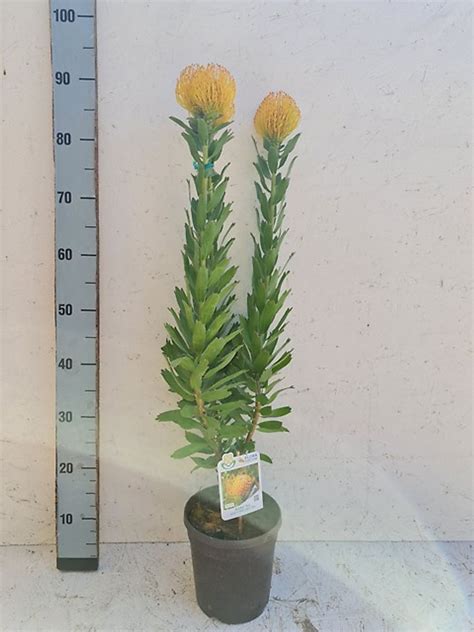 Leucospermum Cordifolium Ayoba Sun — Plant Wholesale Floraccess