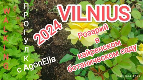 ПРОГУЛКА Розарий в Кайренском Ботаническом саду ВИЛЬНЮС Rožinis