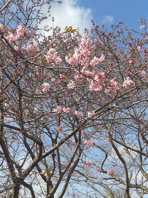 梅は咲いたか桜はまだかいな？ 日々の業務内容や事業所を運営する代表の想いをご紹介 真愛ケアセンターが横須賀でヘルパーの求人を行います