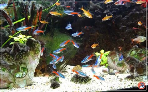 25 Best Ember Tetra Tank Mates With Pictures Aquariumnexus