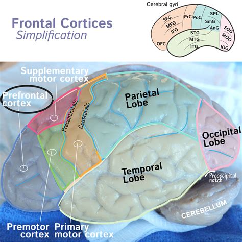 Neuroanatomy Glossary Frontal Lobe Prefrontal Cortex Ditki Medical