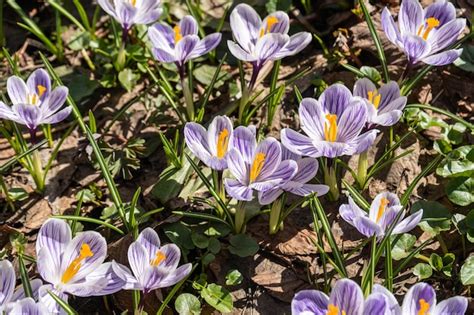 Premium Photo Spring Growing Flowers Crocus Sunny Spring Day
