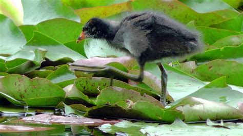バンの幼鳥 みどりの鳥 みどりの鳥 横浜市北部緑区周辺の野鳥紹介