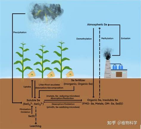 浙江大学李春阳团队综述硒循环过程以及硒对作物的重要作用 知乎