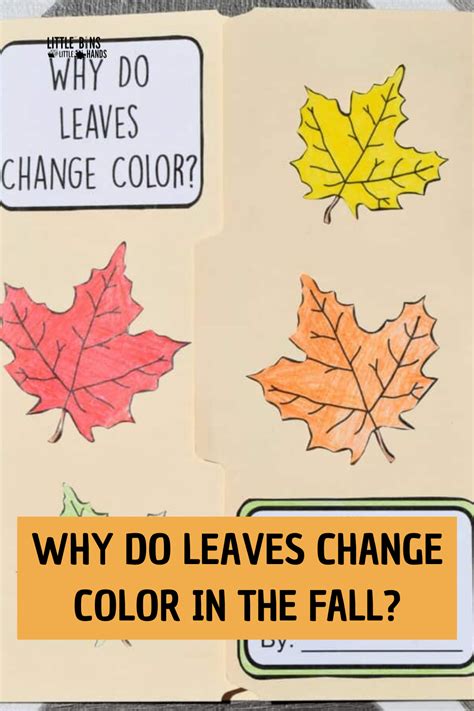 Why Do Leaves Change Color Artofit