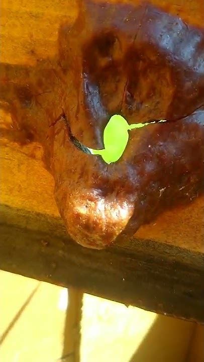 Propolis Structure In Beehive How Bees Reduce Drafts Youtube