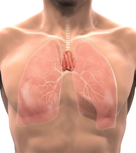 Timo Ghiandola Del Corpo Umano Foto E Immagini Stock Istock