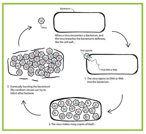 The Role Of Viruses In Life Family Naturopathic Clinic