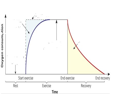 Oxygen Deficit And Debt Diagram Diagram Quizlet