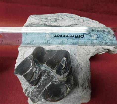 Fossil Brontotherium Jaw And Tooth Fossil Fossils And Artifacts For