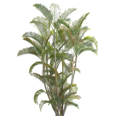 Palm Tree 3d Illustration Isolated On The White Background Stock
