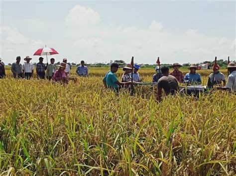 ဒိုက်ဦးမြို့နယ်၌ မိုးစပါးစံကွက်ရိတ်သိမ်းပွဲ ကျင်းပ Myanmarnationalpost
