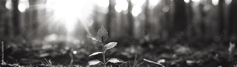 Ecosystem Restoration Front View Close Up Of A Young Forest With The Sun Rising Behind To