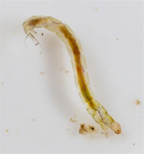Chironomidae Bugguide Net