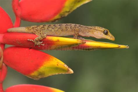 A Javan Bent To To T To Gecko Basking In A Wild Growing Banana Flower