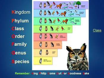 High Babe Biodiversity Unit Taxonomy And Dichotomous Key TpT
