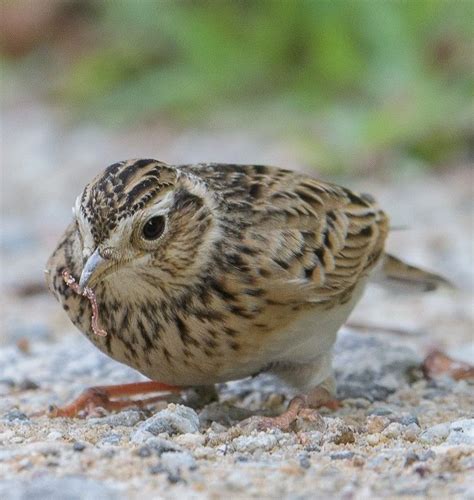 ヒバリ 雲雀 鸙 告天子 叫天子 天雀 姫雛鳥 噪天 日晴鳥 Eurasian Skylark Alauda arvensis