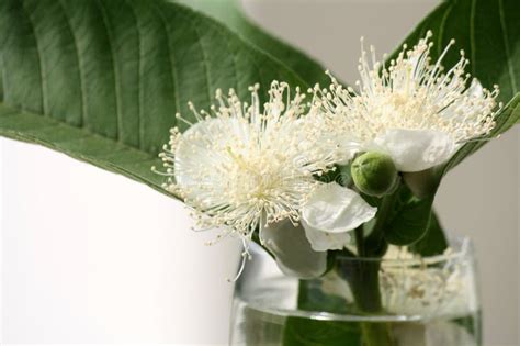 Common Guava Psidium Guajava Flowers In A Glass Pot Pix Sanjiv