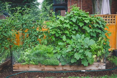 Création de potagers sur mesure Semis Urbains