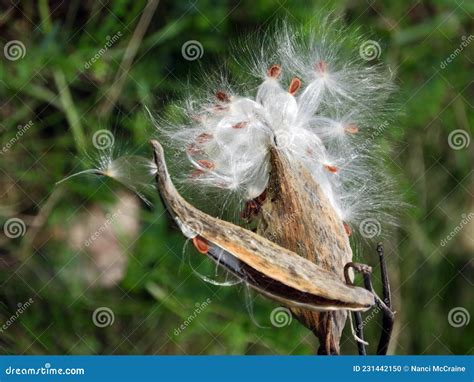 Toxic Milkweed Grasshopper Stock Image 102940621