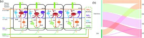 Nitrogen Removal Pathway Of Mfbr A Nitrogen Translation Process