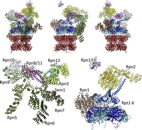 Unveiling The Long Held Secrets Of The 26s Proteasome Structure